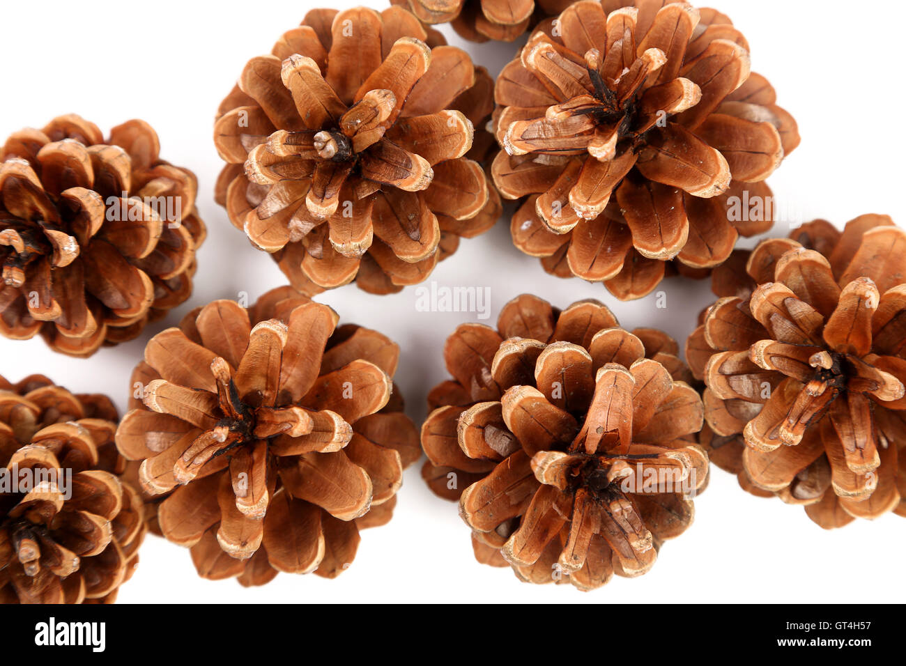 Pine cones are located whole background Stock Photo - Alamy
