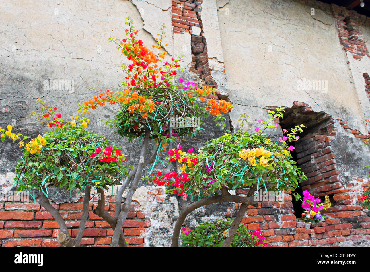Flowers grow on ruins in Ayutthaya,Thailand Stock Photo - Alamy