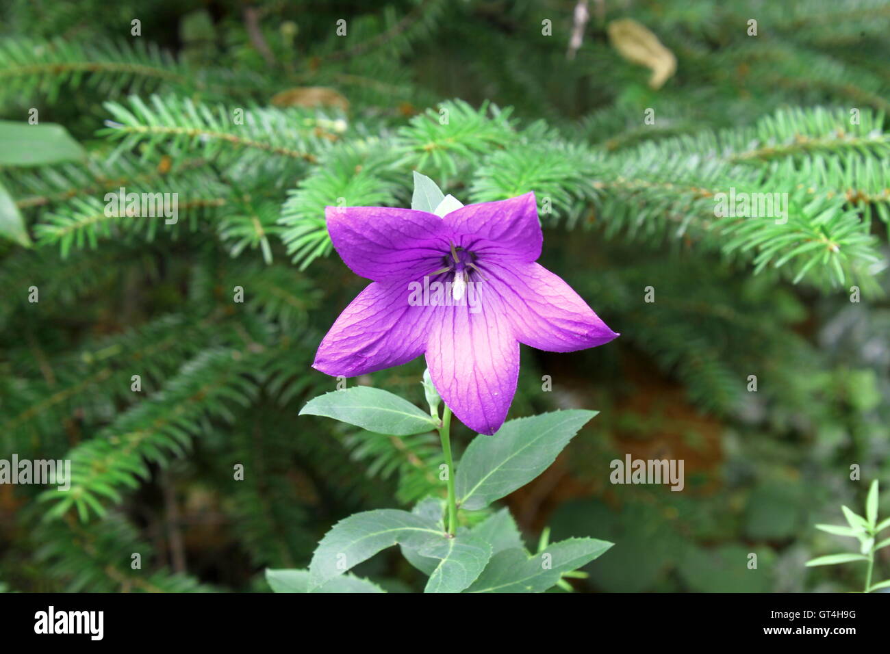 Balloon Flower on green background Stock Photo - Alamy