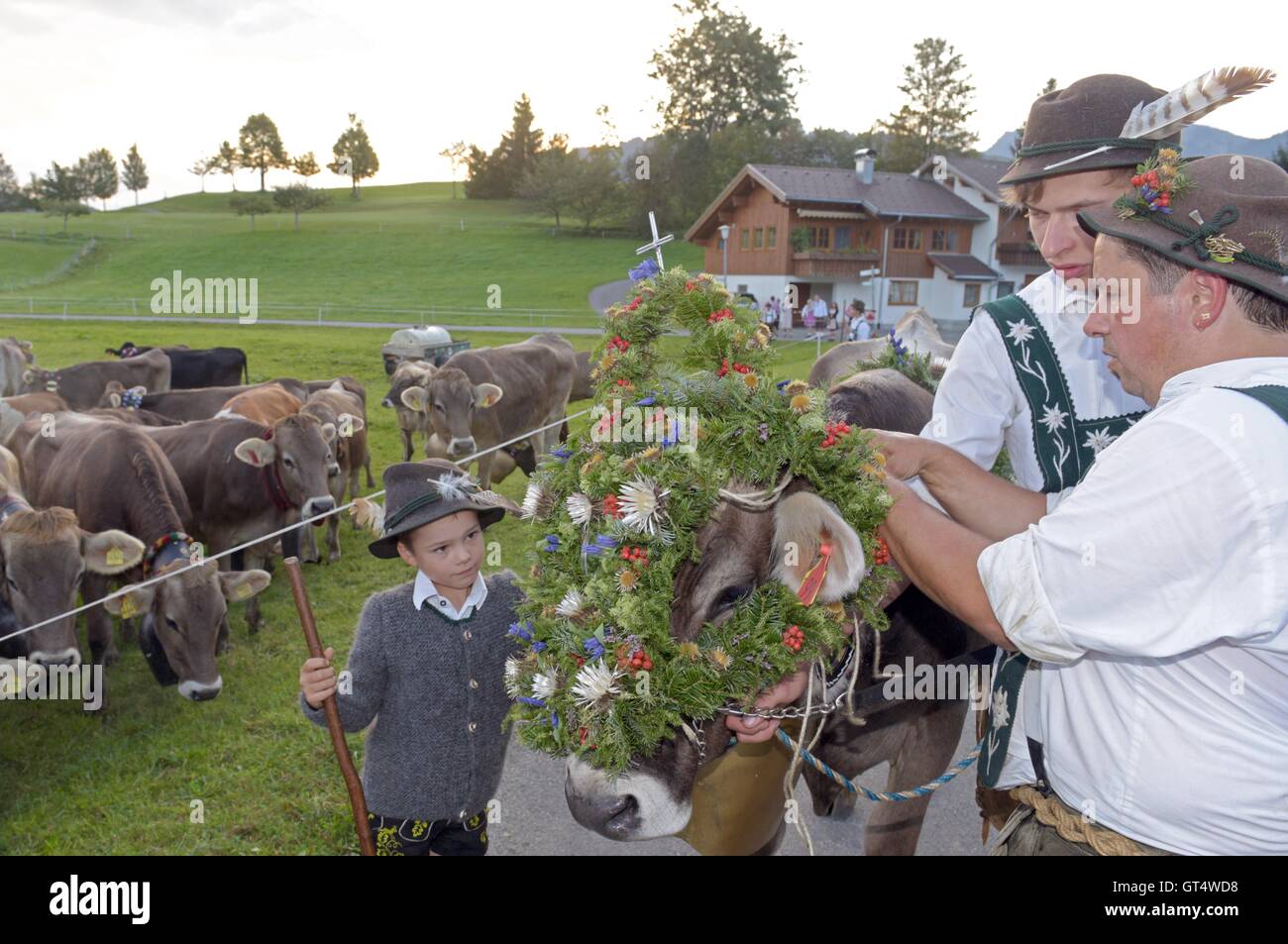 Alex, Alexander Meisburger and Jakob Wild (c) decorating a cow in ...