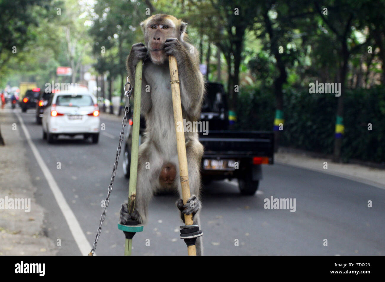 Street Performer With A Monkey High Resolution Stock Photography and ...