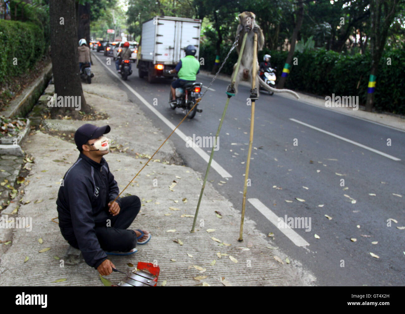 Bandung, west java, Indonesia. 9th Sep, 2016. A comforter monkey on the ...