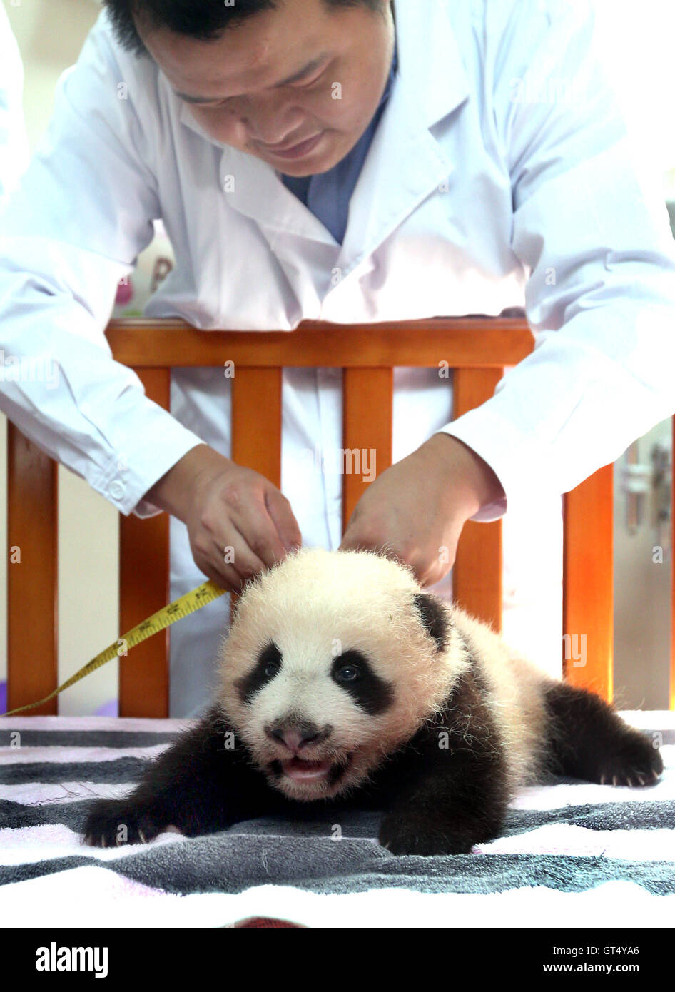 Shanghai, China. 9th Sep, 2016. The breeder measures the chest of a ...