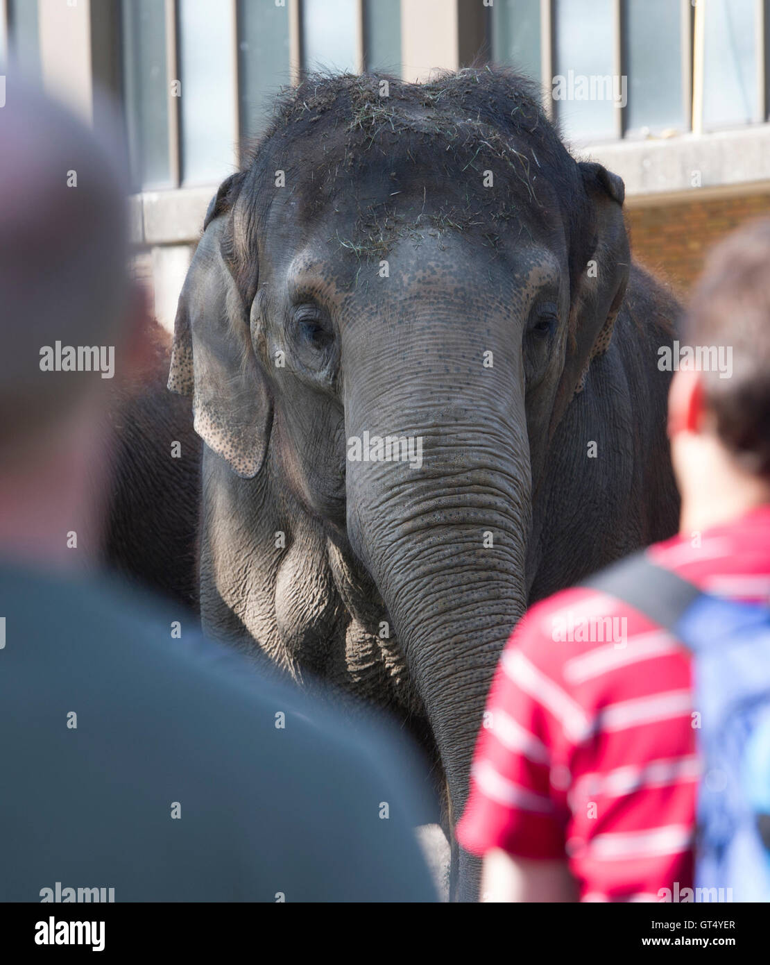 Berlin, Germany. 9th Sep, 2016. An elephant during the public feed at ...
