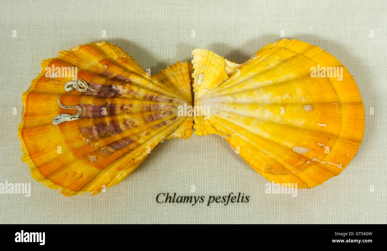 Chlamys Shell
