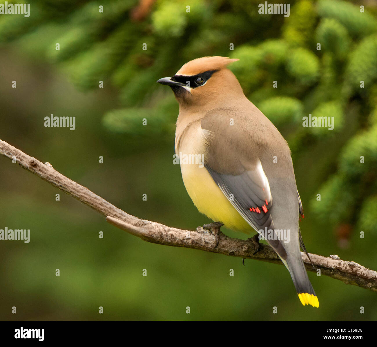Male Cedar Waxwing, one of a breeding pair. The image was made on White ...