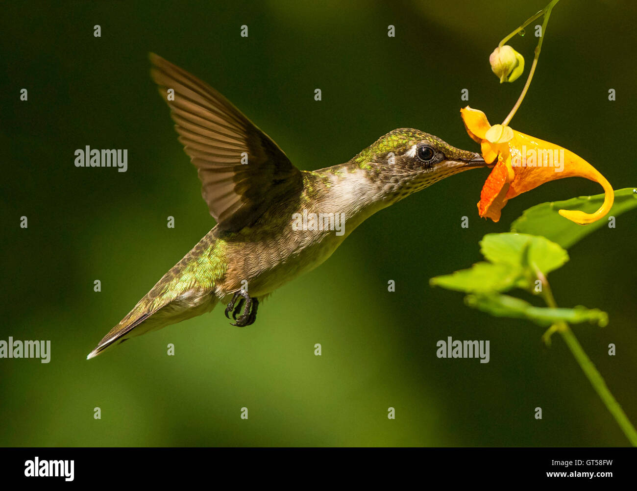 Juvenile male ruby throated hummingbird hi-res stock photography and ...