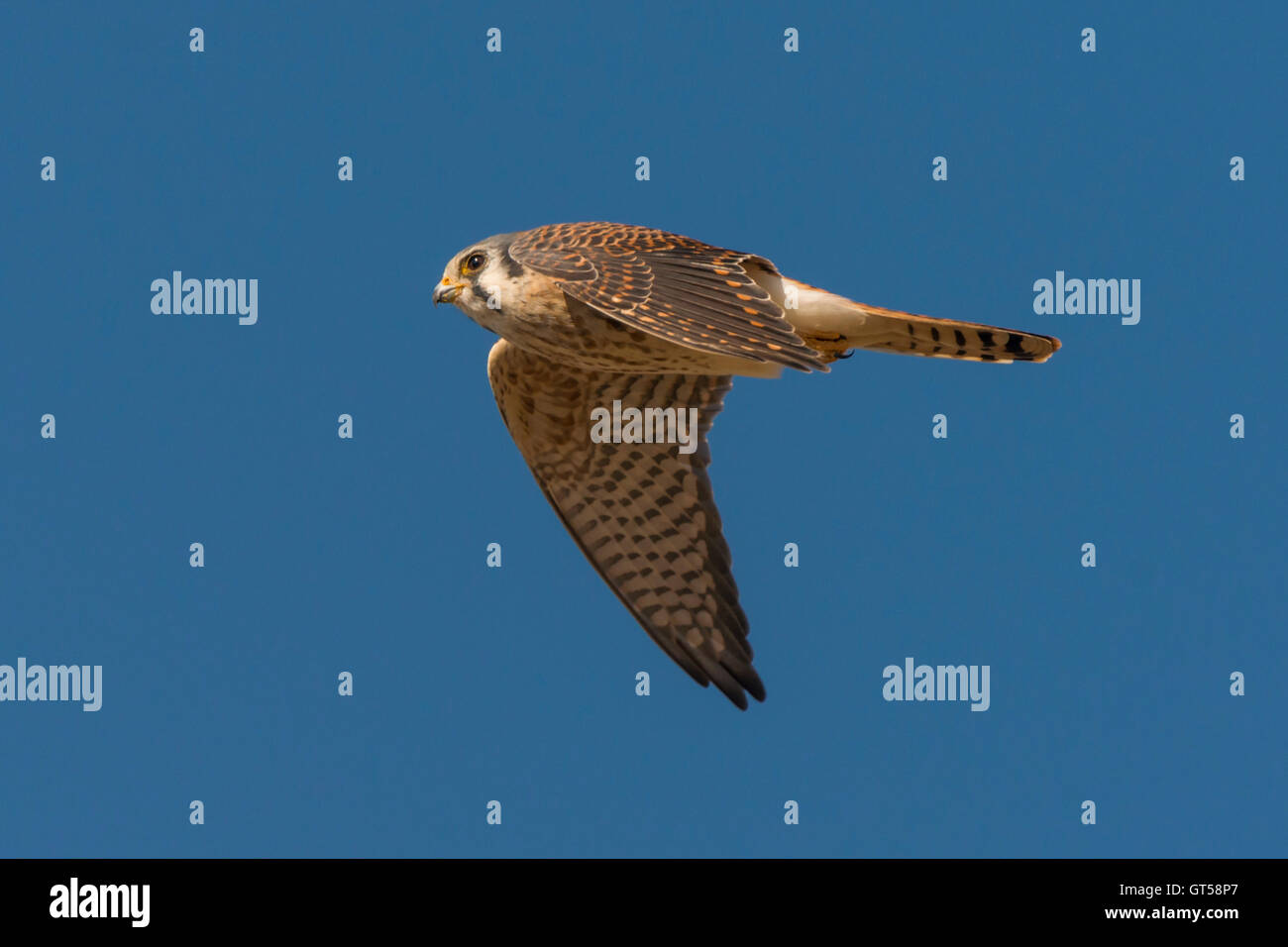 Close up of an American Kestrel in flight in a Carolina blue sky Stock ...