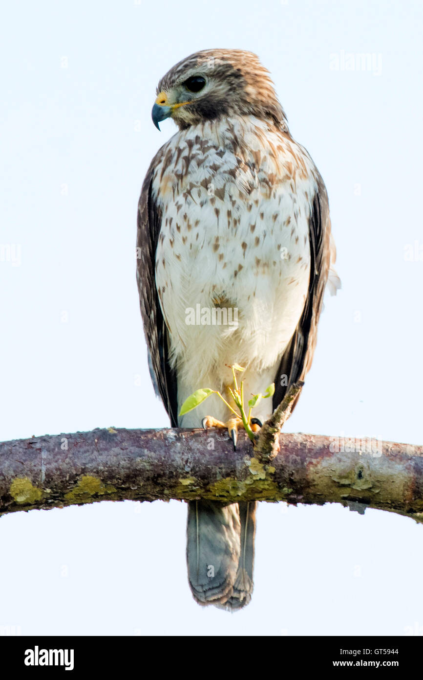 Broad-winged Hawk roosting on a dead limb in South Florida Stock Photo ...
