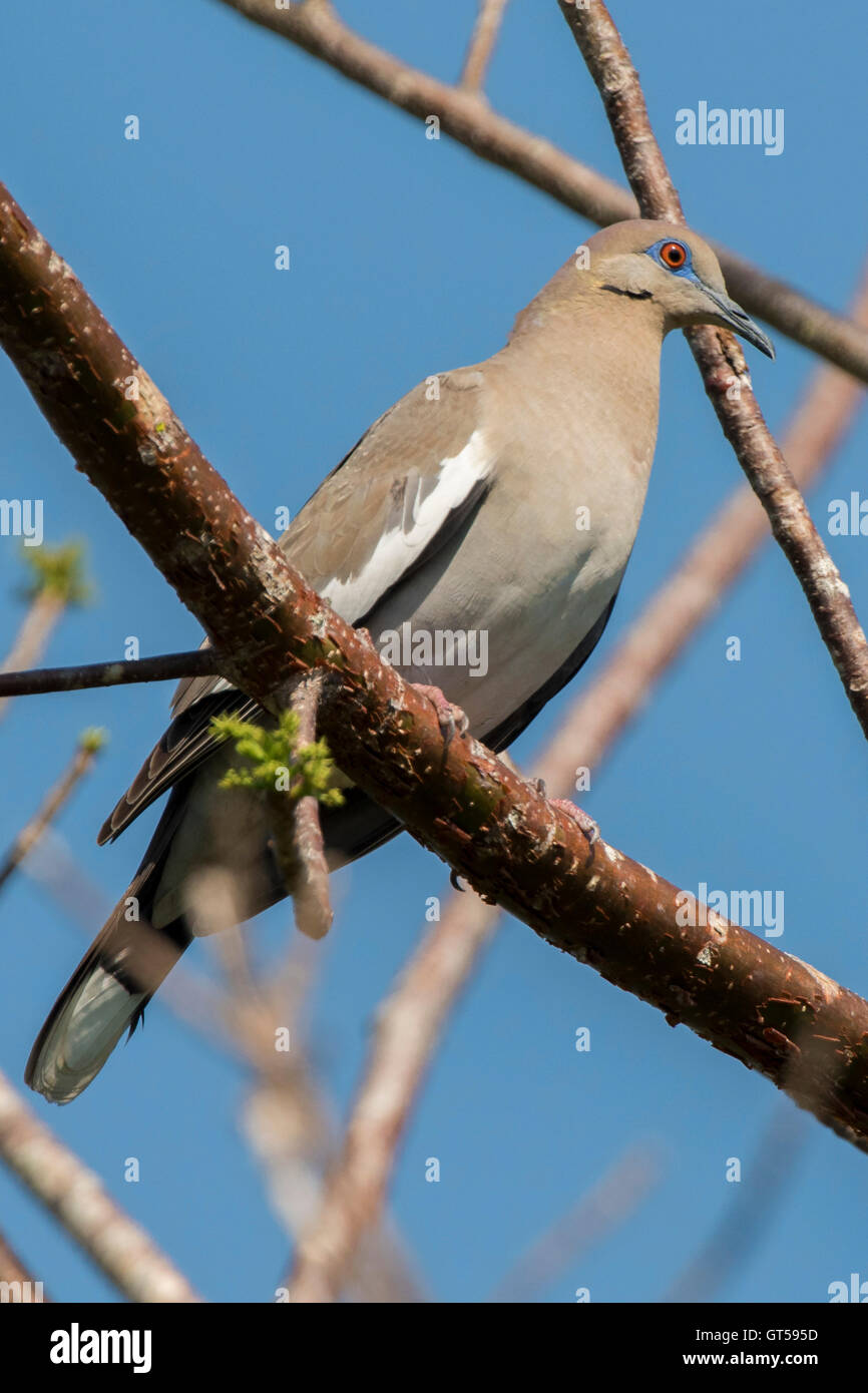 White winged dove hi-res stock photography and images - Alamy