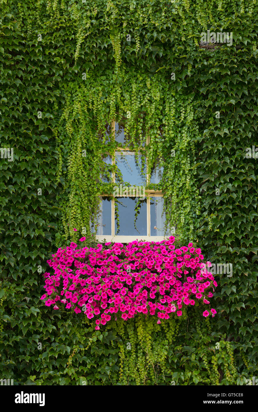 green ivy draped around an arch over window box of pink flowers ...