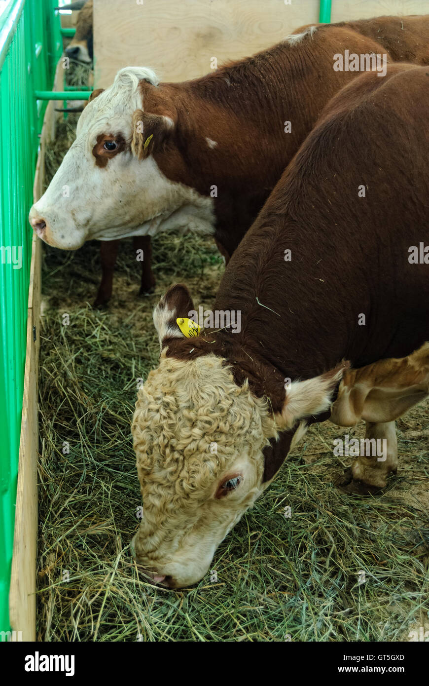 Cows of meat breed Obrak Stock Photo - Alamy