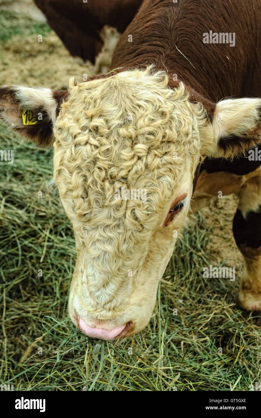 Cows of meat breed Obrak Stock Photo - Alamy