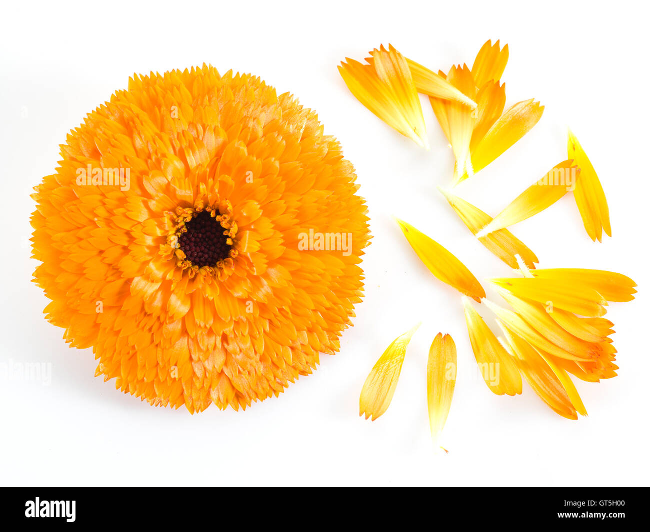 Marigold flower petals hi-res stock photography and images - Alamy