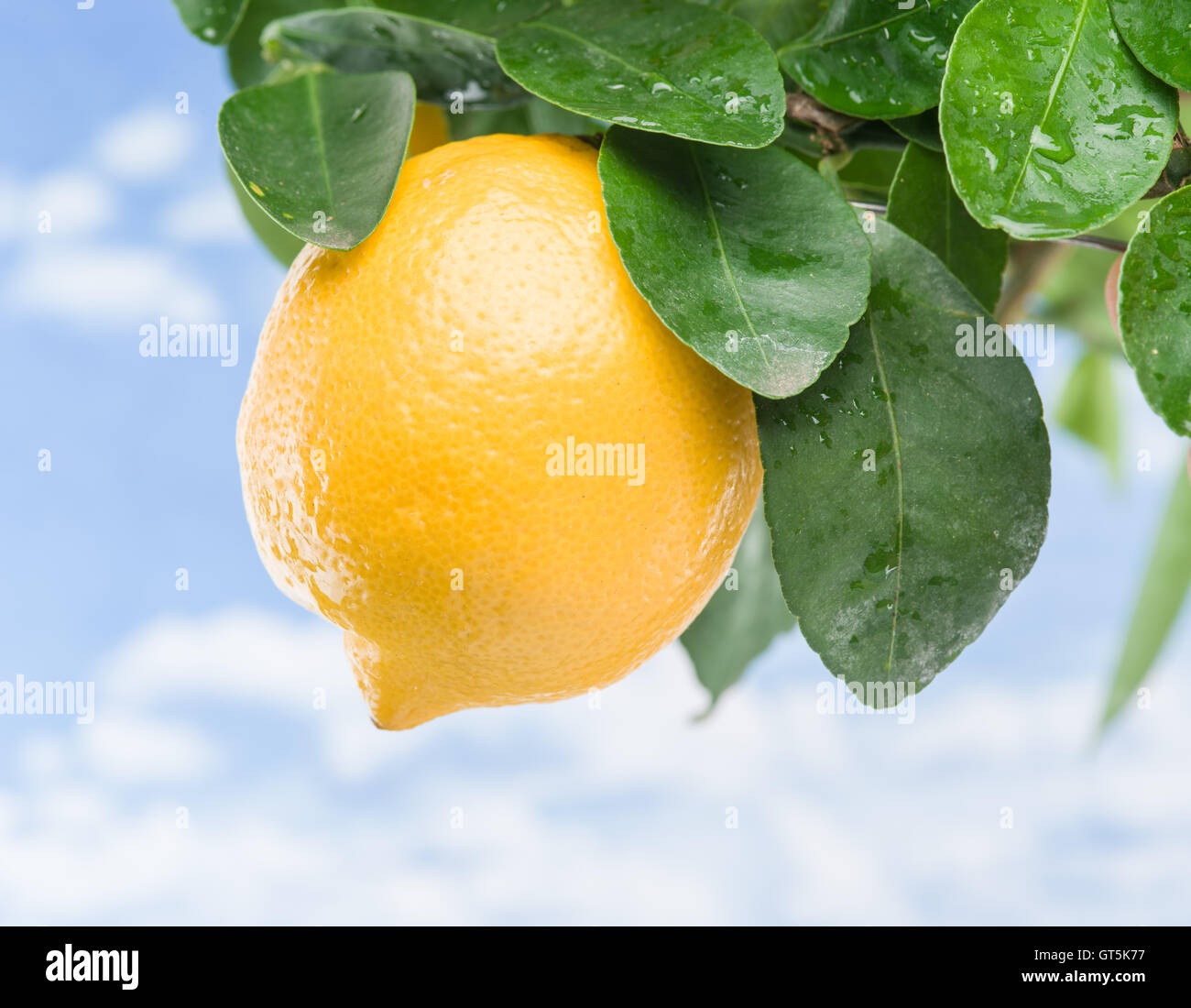 The big blue tree hi-res stock photography and images - Alamy