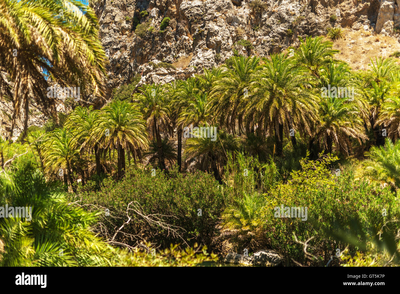 Crete, Greece: forest in Palm Bay Stock Photo - Alamy