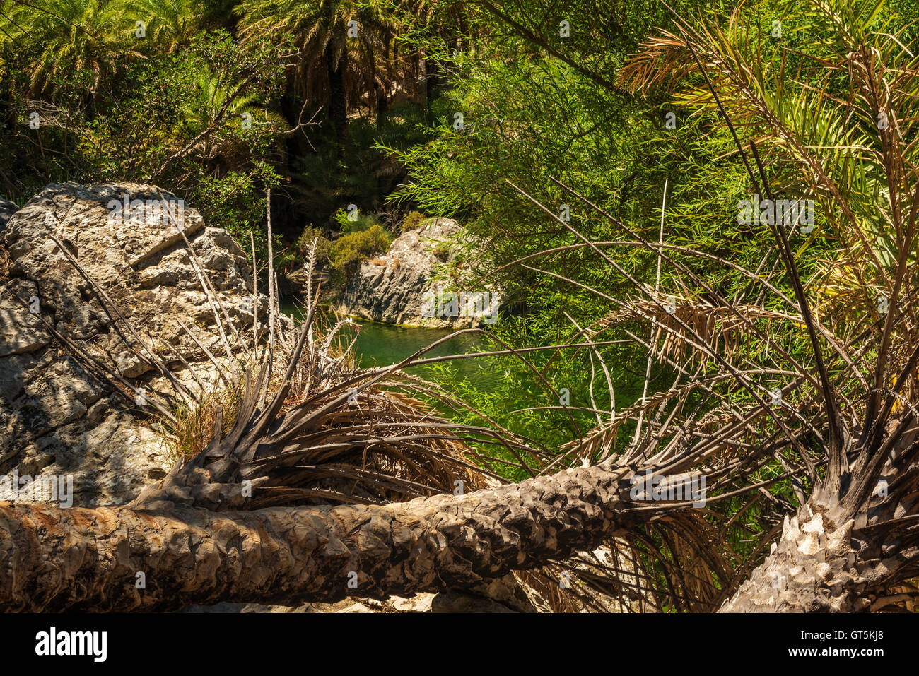 Crete, Greece: forest in Palm Bay Stock Photo - Alamy