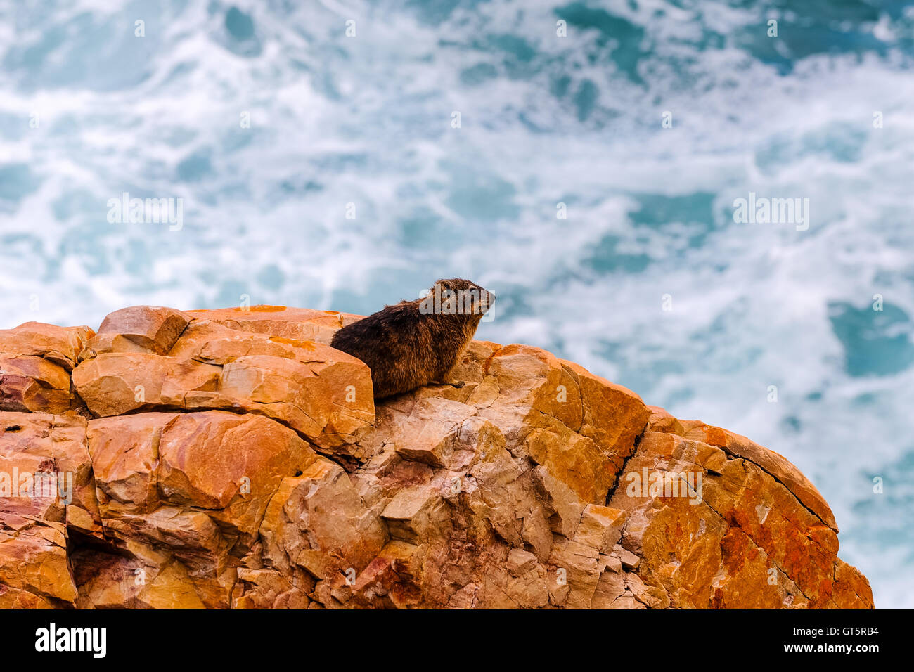 Mossel bay and animals hi-res stock photography and images - Alamy