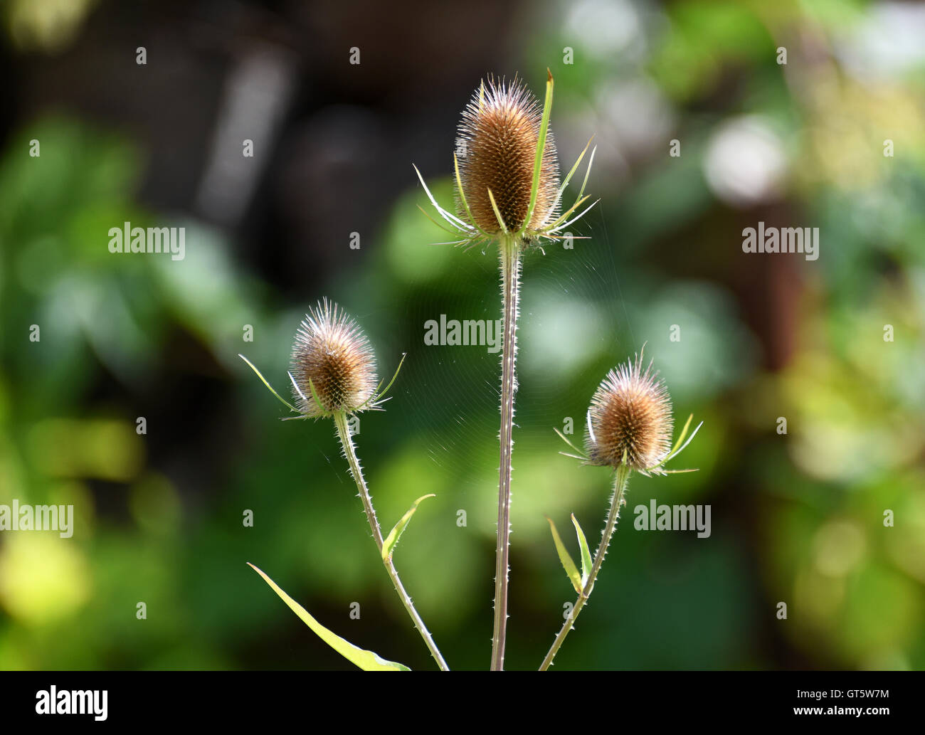 Teaze hi-res stock photography and images - Alamy