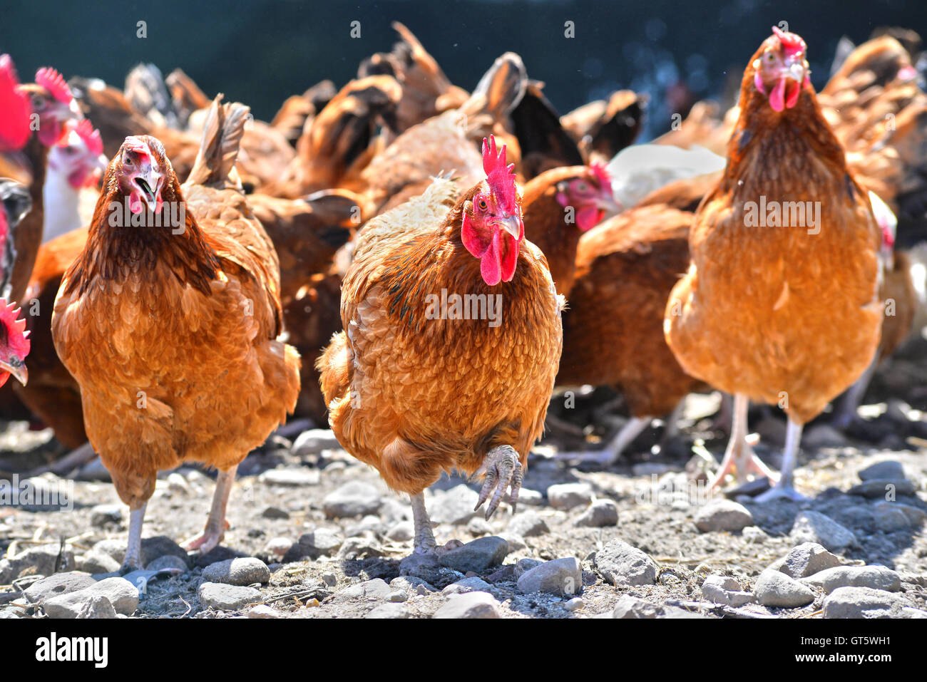 Chickens on traditional free range poultry farm Stock Photo - Alamy