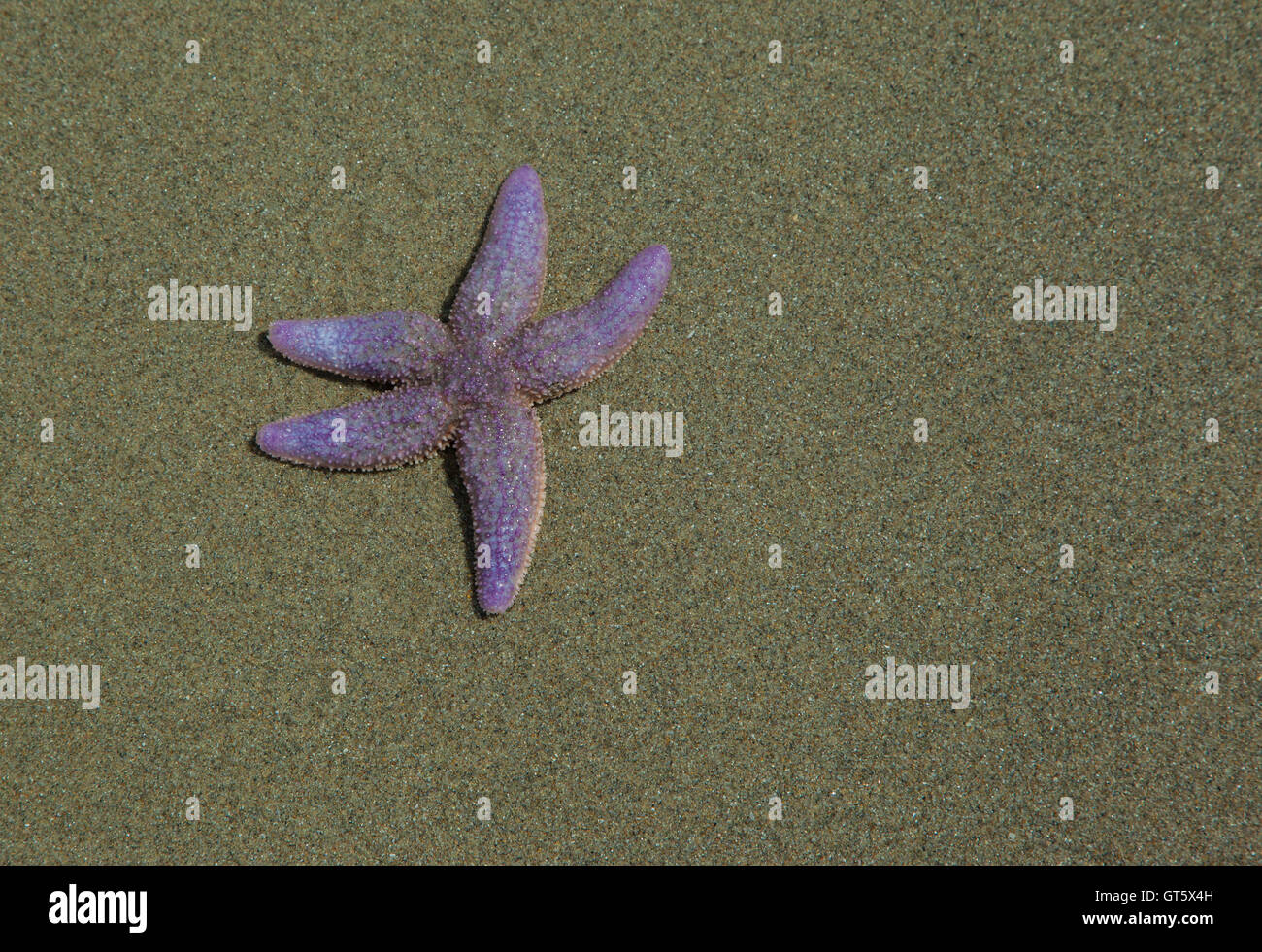 Hello starfish isolated on beach Stock Photo - Alamy