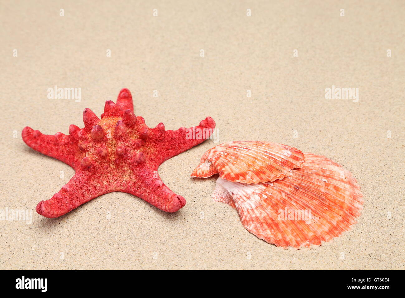 Red starfish and shell on sandy background Stock Photo - Alamy