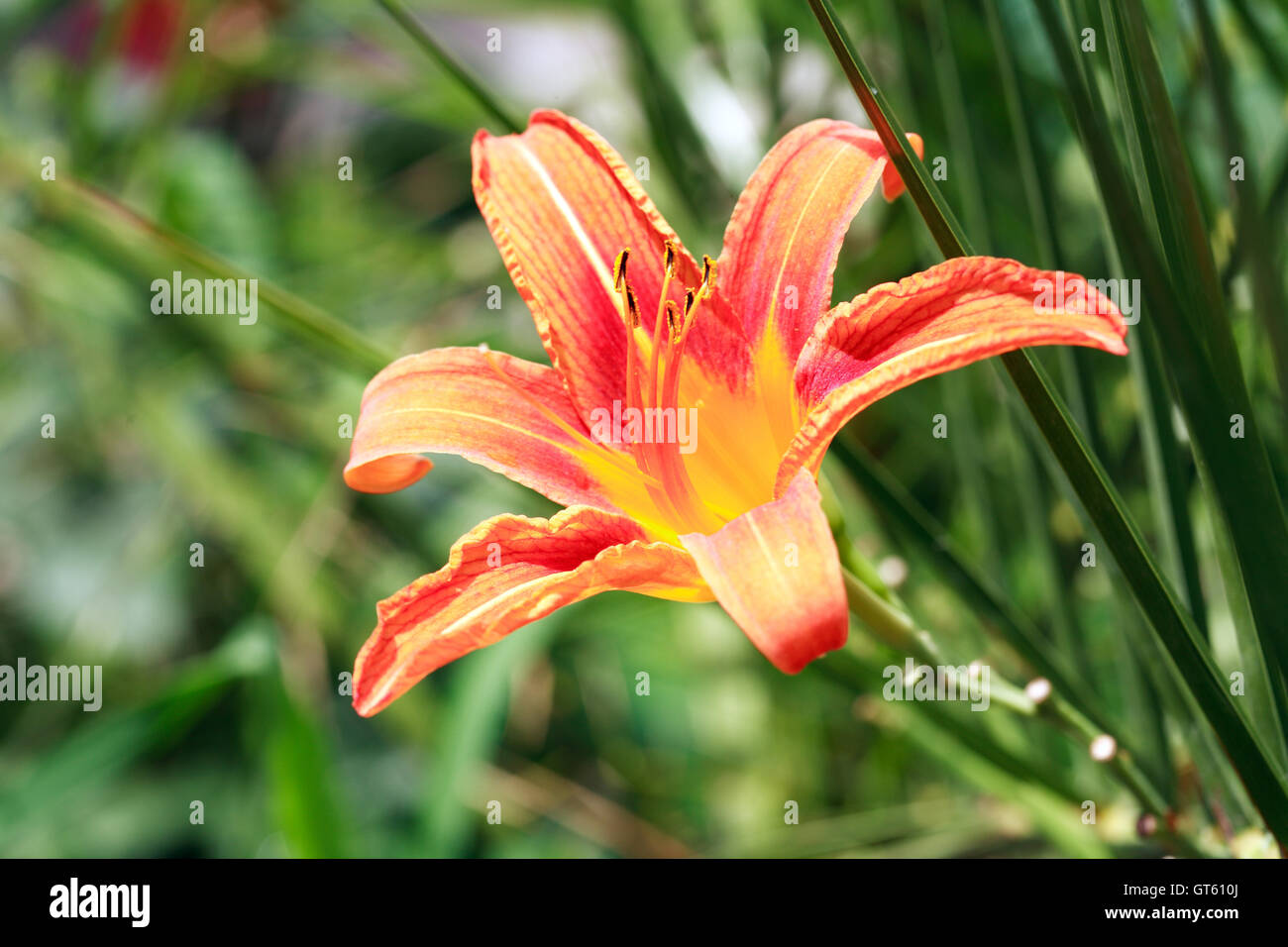 Blossoming lily hi-res stock photography and images - Alamy