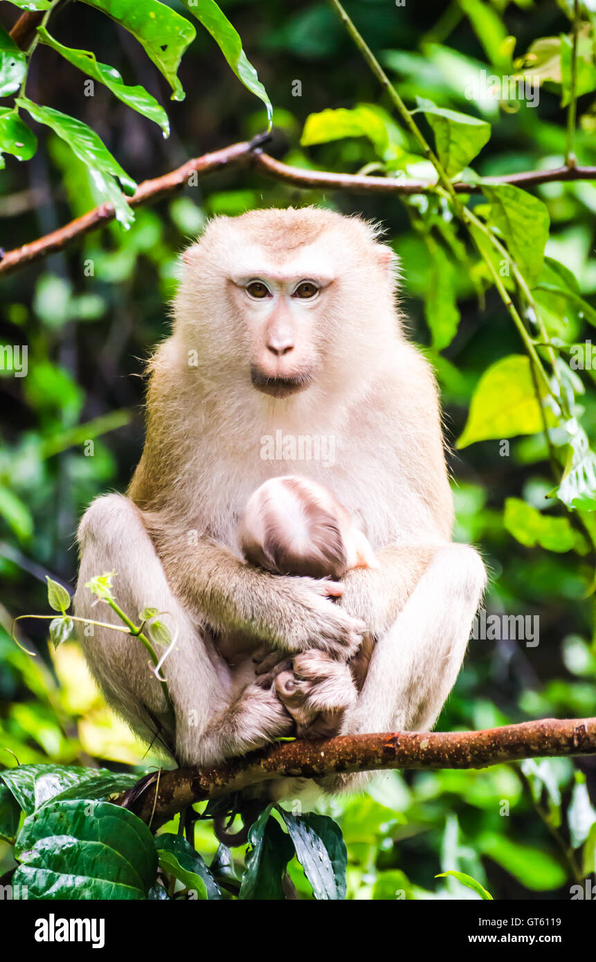 Monkey in Tropical rainforest Stock Photo - Alamy
