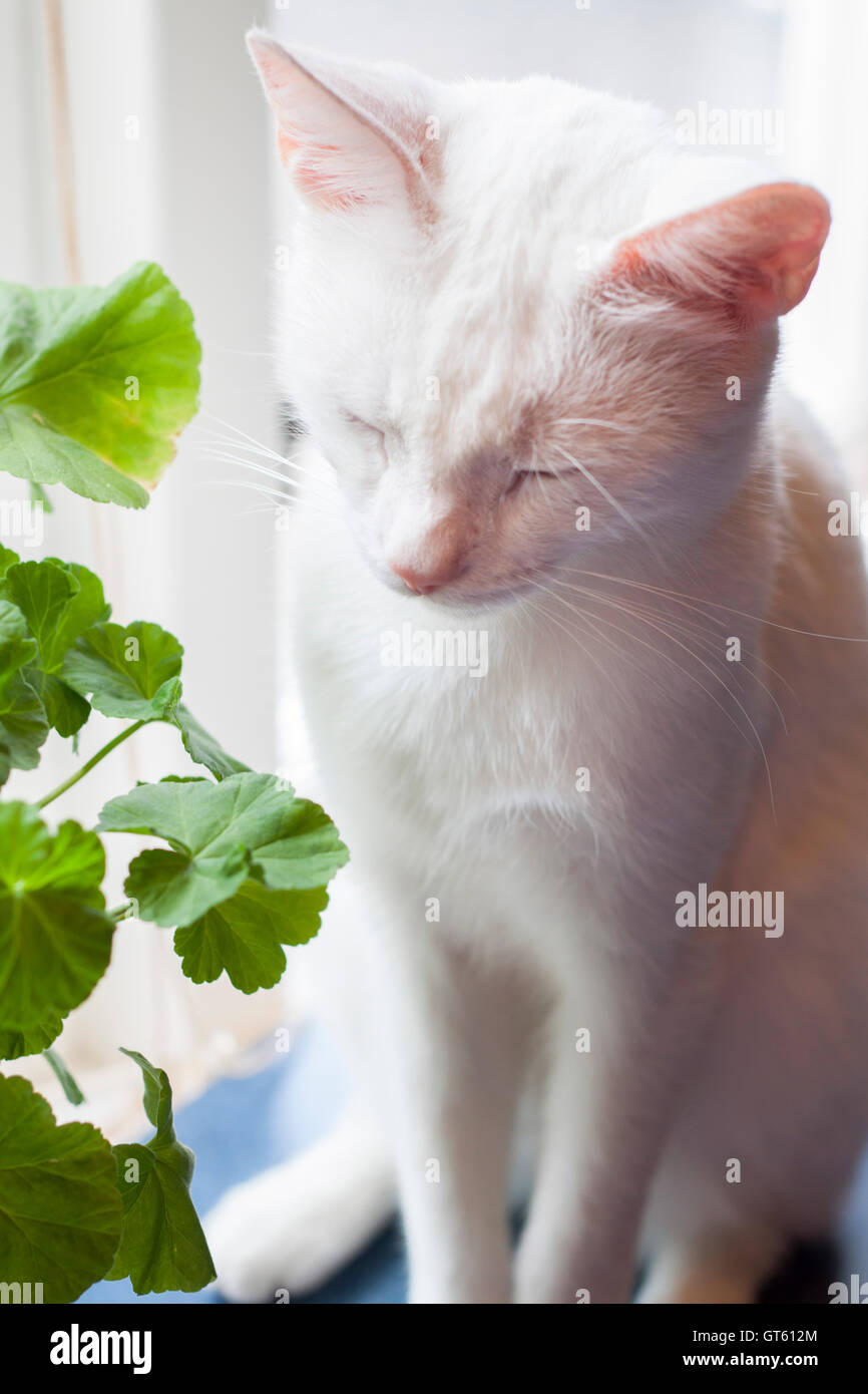 Cat in window Stock Photo - Alamy