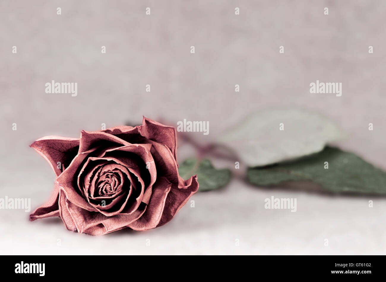 Rose faded hi-res stock photography and images - Alamy