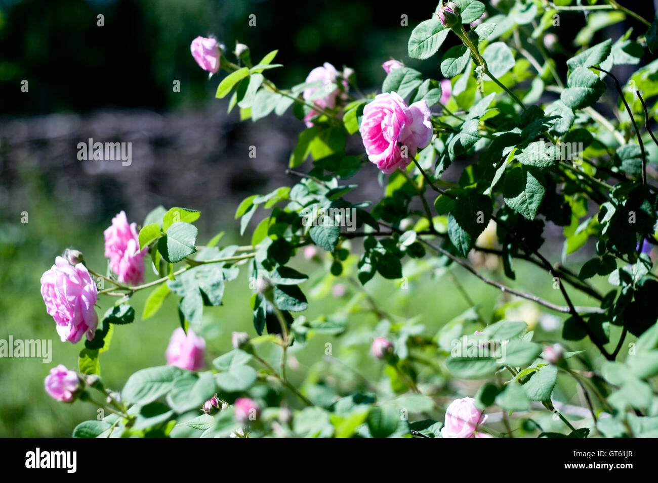 Shrub roses blooming in the garden Stock Photo - Alamy