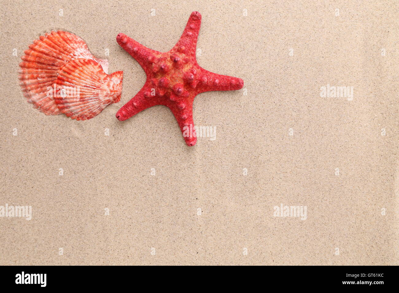 Red starfish and shell on sandy background Stock Photo - Alamy
