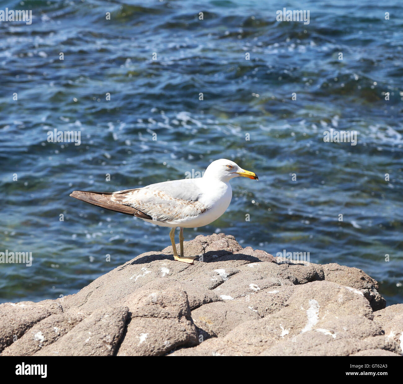 seagull sitting on a rock Stock Photo - Alamy