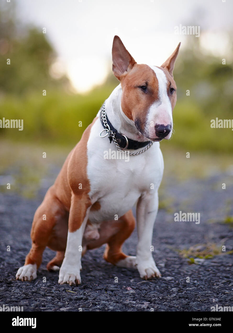 Combative dog hi-res stock photography and images - Alamy