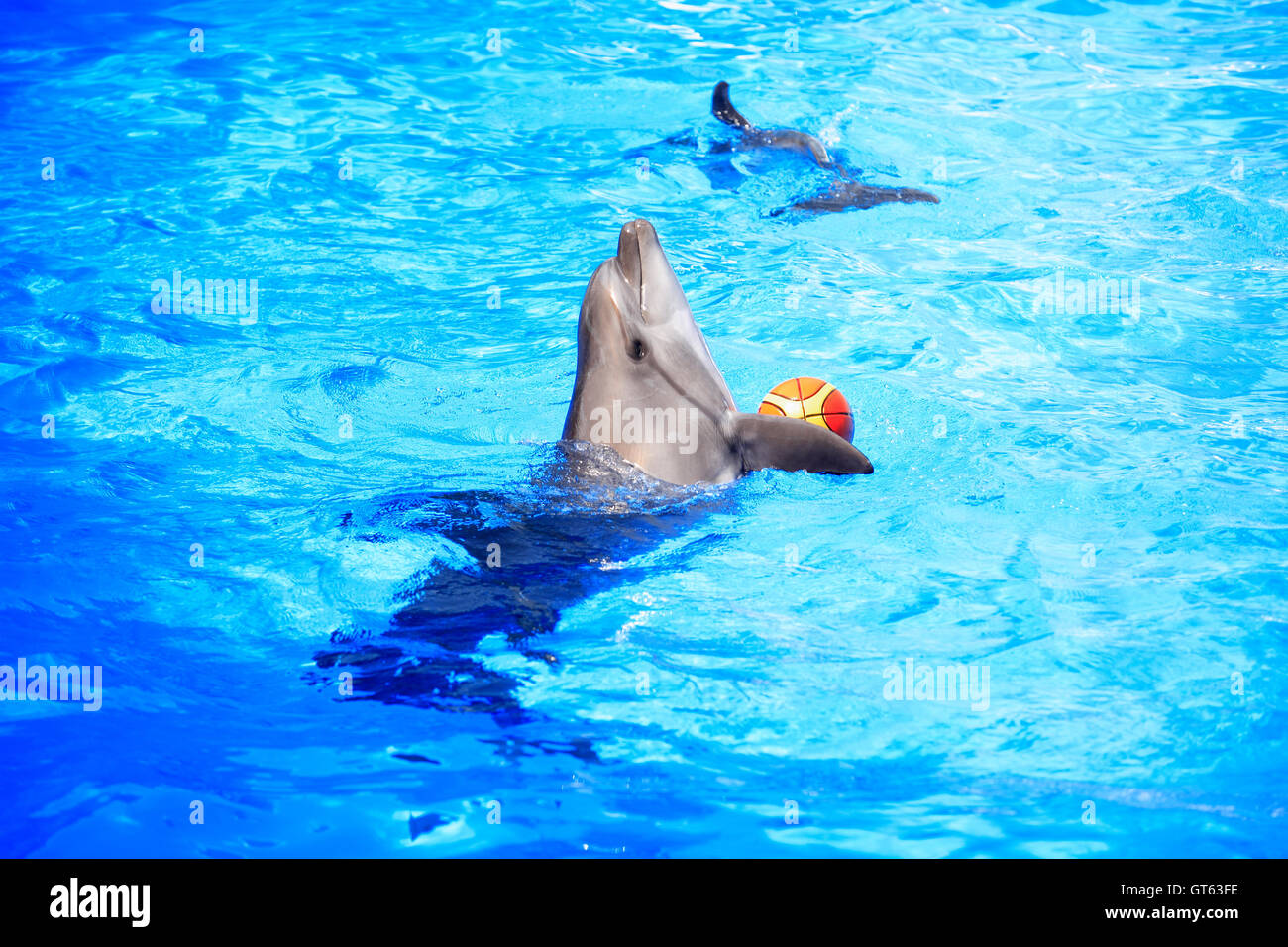 Dolphin Playing With Ball Stock Photo - Alamy