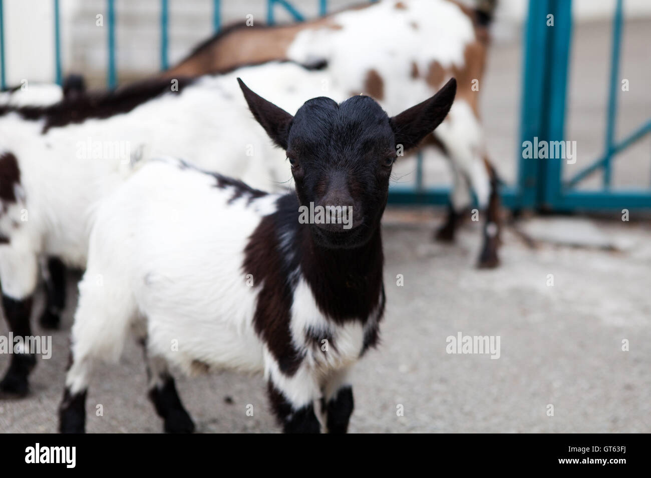 Gray Goat High Resolution Stock Photography and Images - Alamy