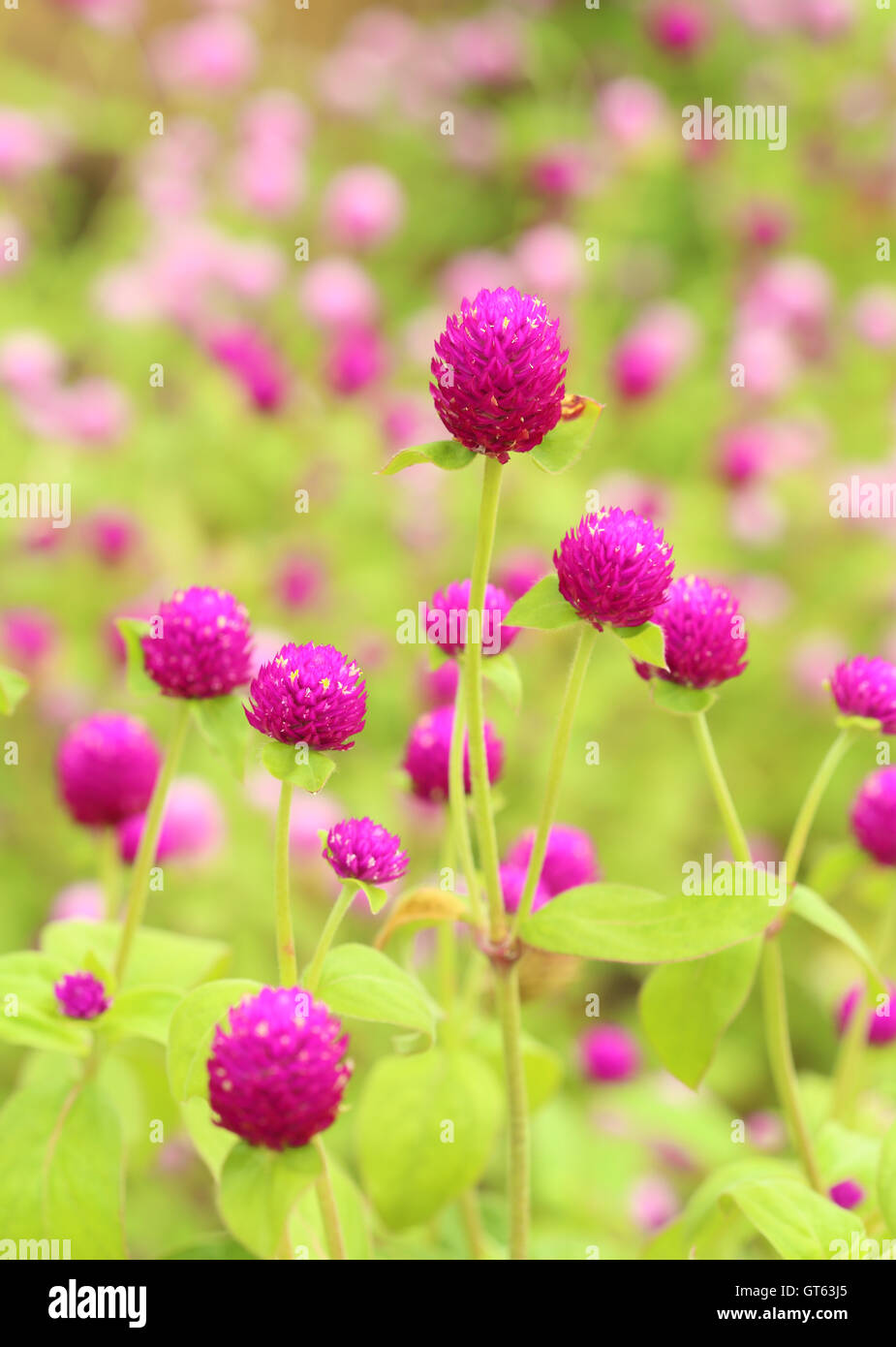 Globe amaranth or Gomphrena globosa flower Stock Photo - Alamy
