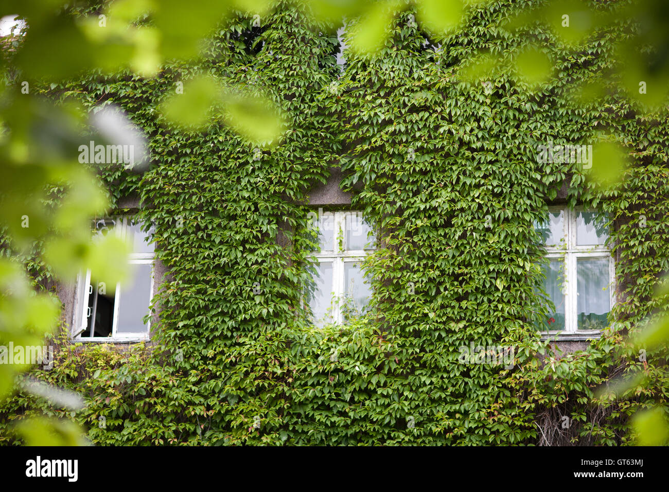 three windows in leaves Stock Photo - Alamy