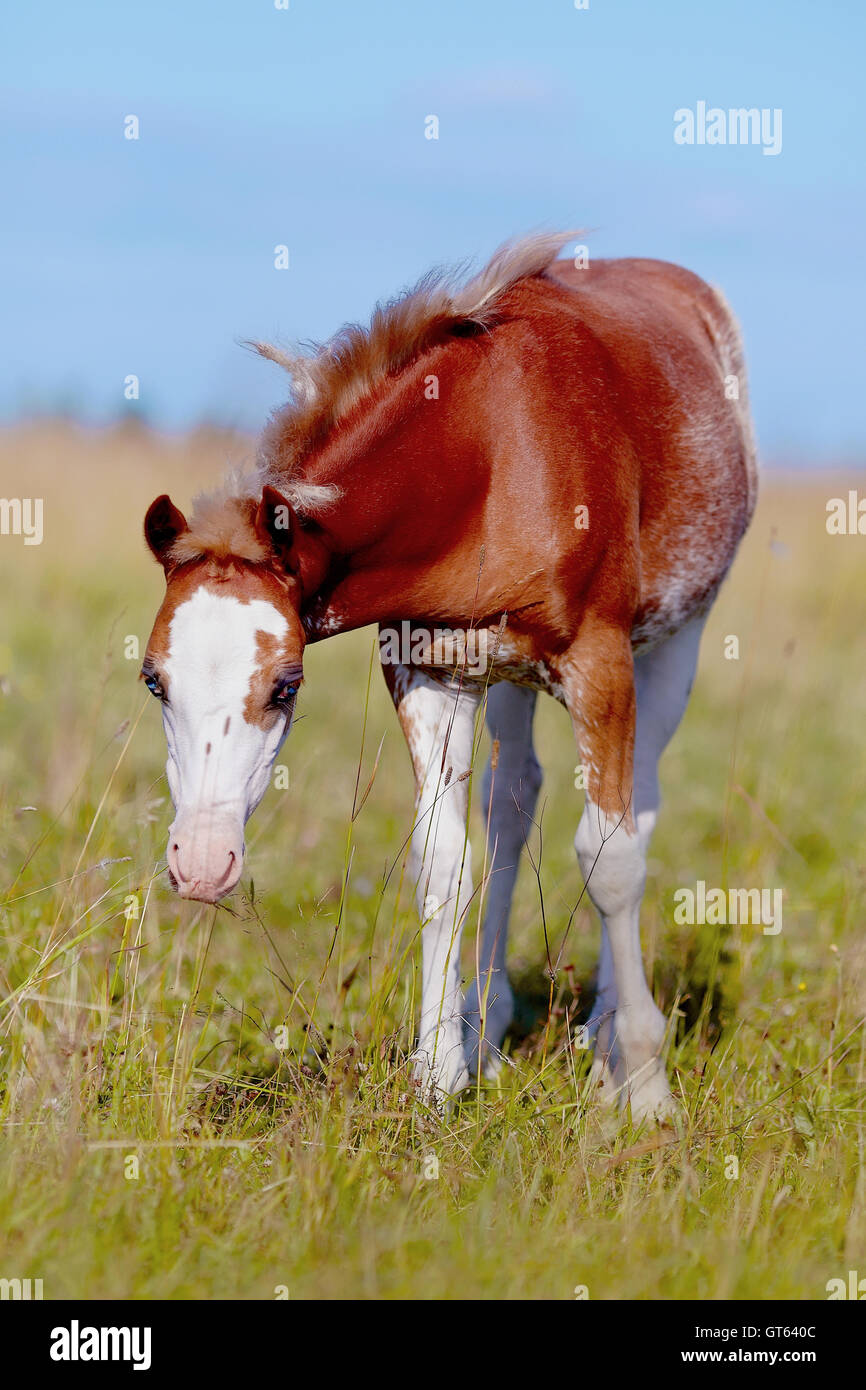 Red with white a foal on a meadow Stock Photo - Alamy
