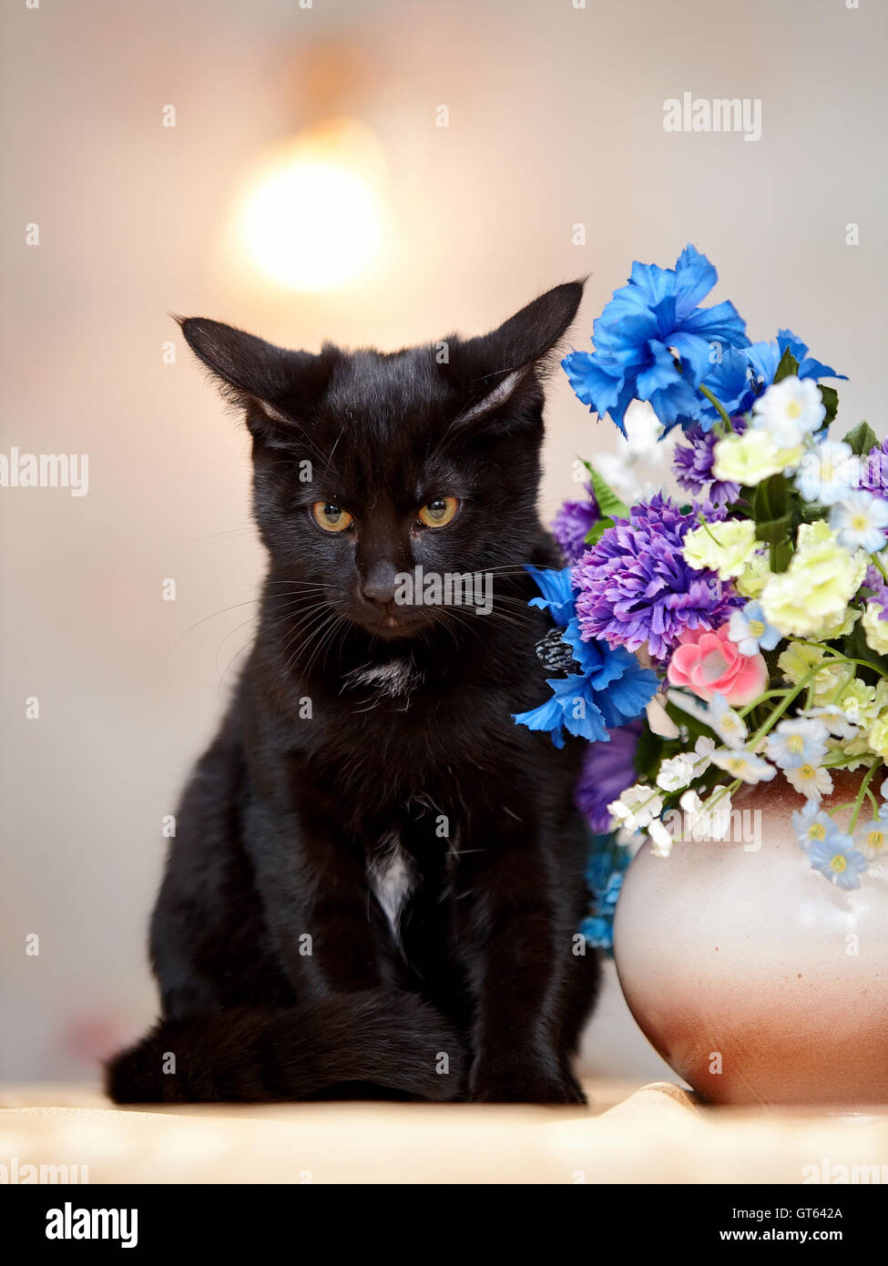 Tail vertebrate angry kitten hi-res stock photography and images - Alamy