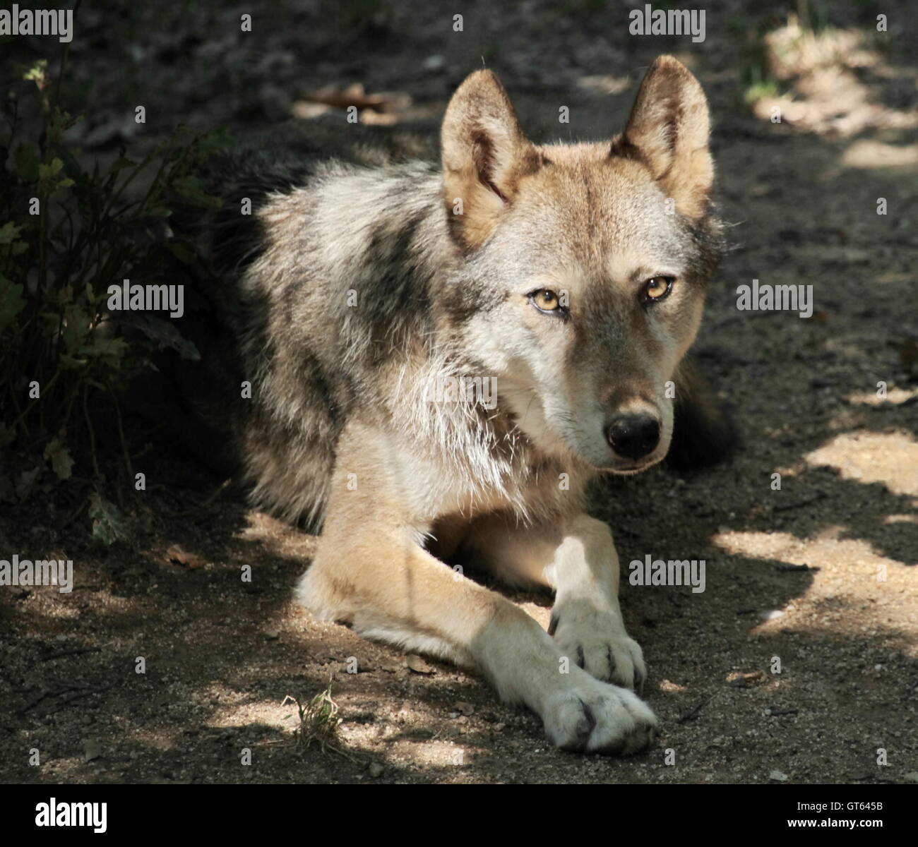 Grey wolf portrait Stock Photo - Alamy