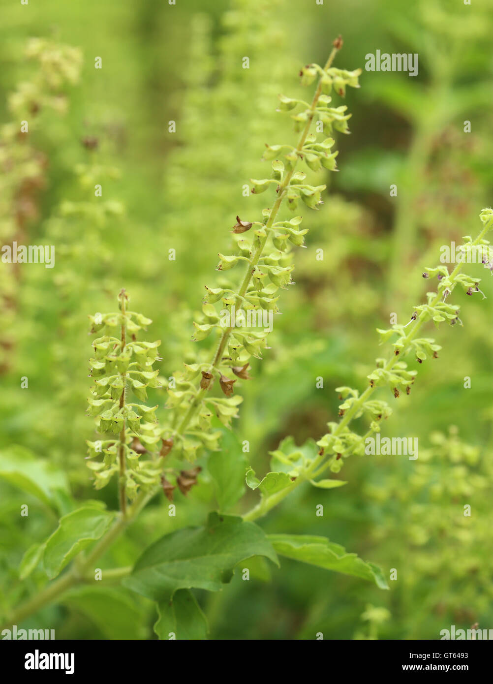 Green holy basil with flower and seed Stock Photo - Alamy