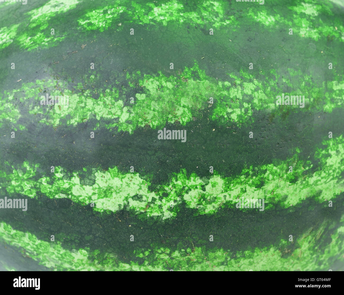 Watermelon texture hi-res stock photography and images - Alamy