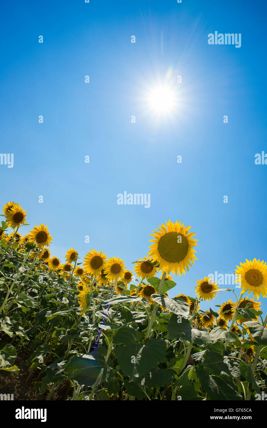 Outdoor camp flower hi-res stock photography and images - Alamy
