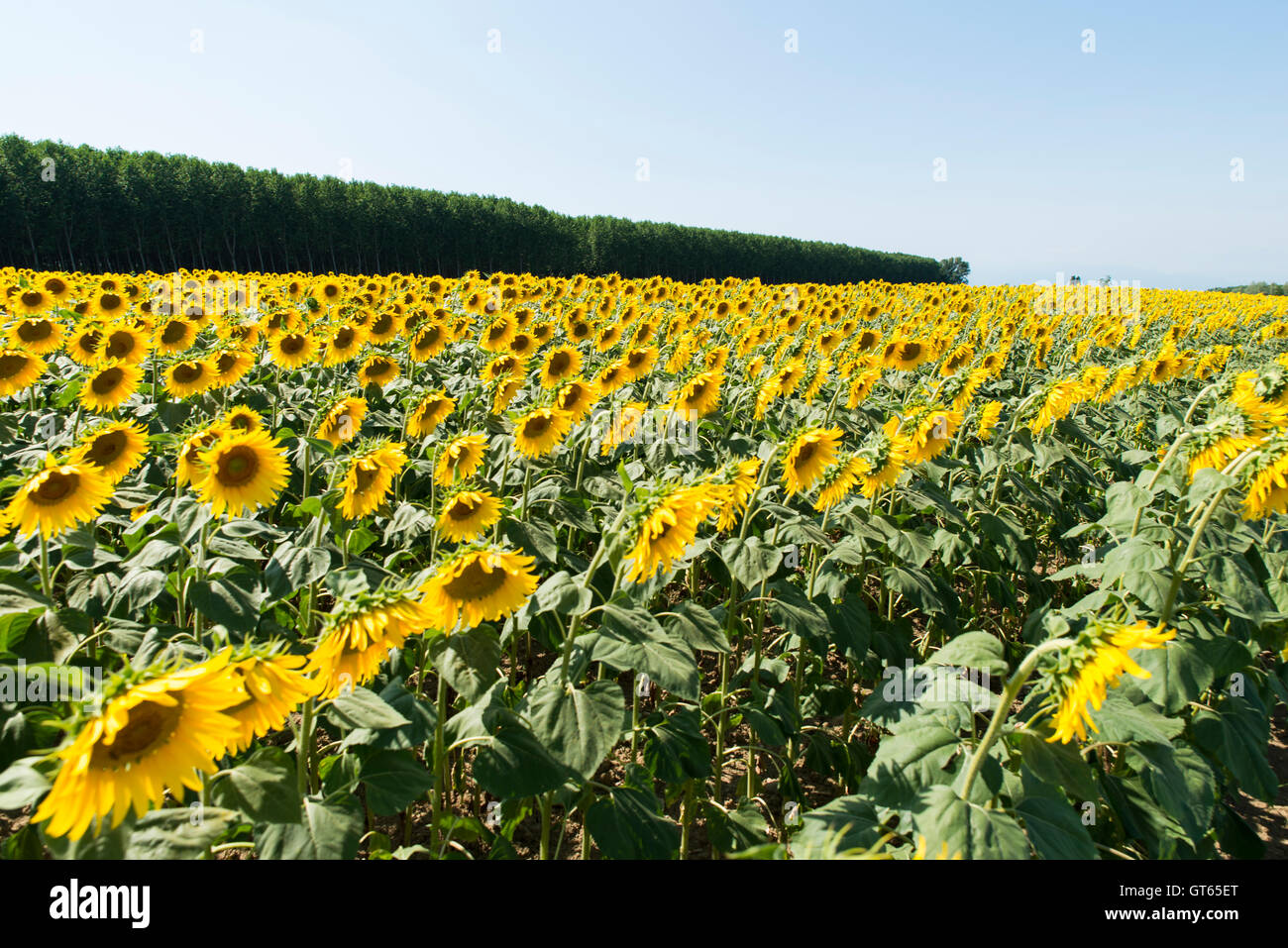 Outdoor Camp Flower High Resolution Stock Photography and Images - Alamy