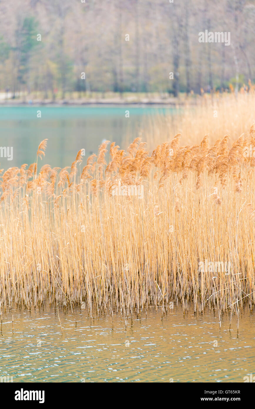 Bulrush on lake background hi-res stock photography and images - Alamy