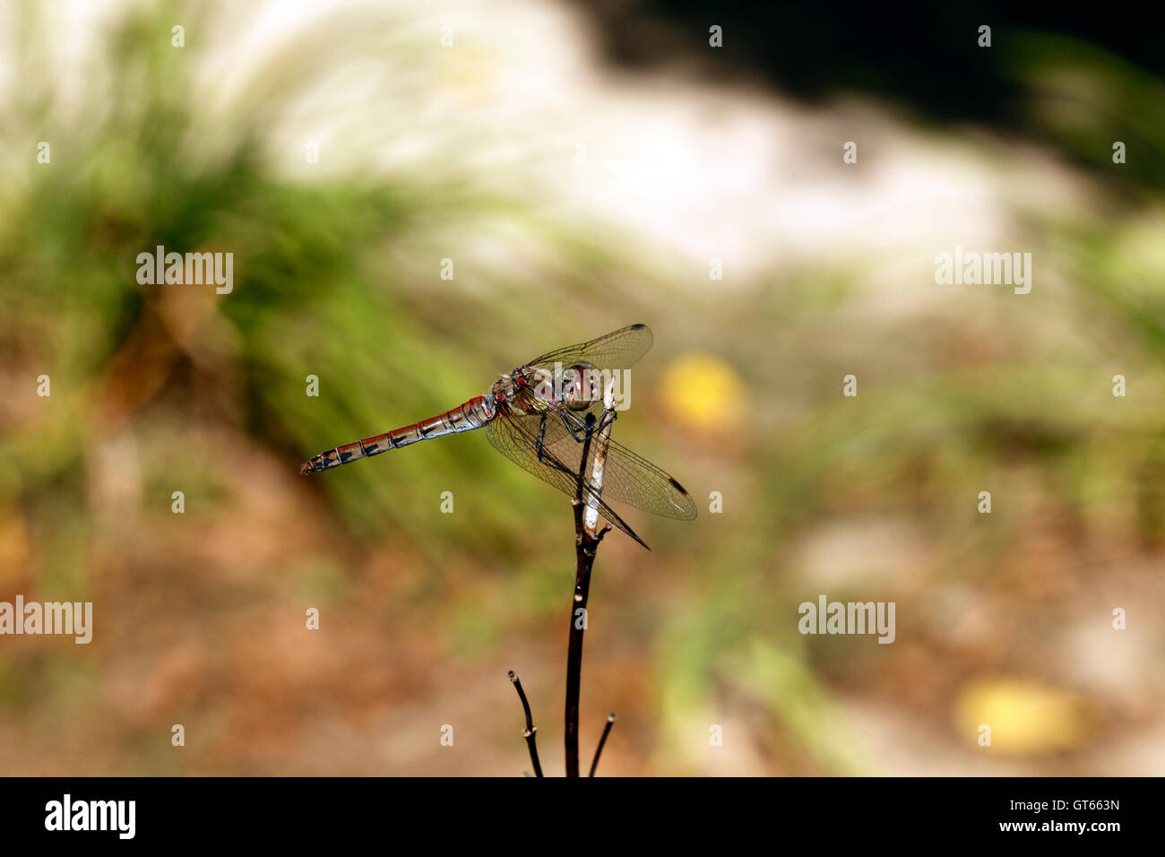 Female common darter. Sympetrum striolatum family Libellulidae Stock ...