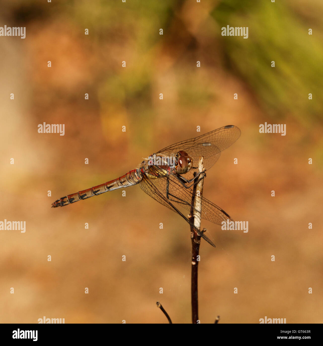 Libellulidae hi-res stock photography and images - Alamy