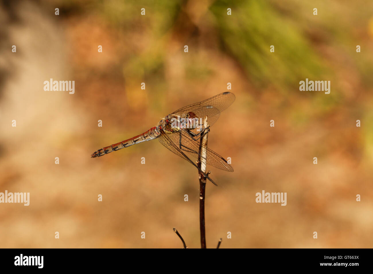 Female common darter Stock Photo - Alamy