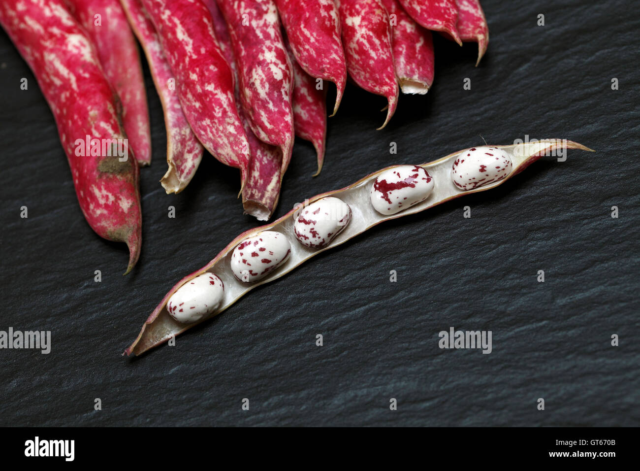 Phaseolus vulgaris Borlotti beans with mottled pink and white bean pods ...